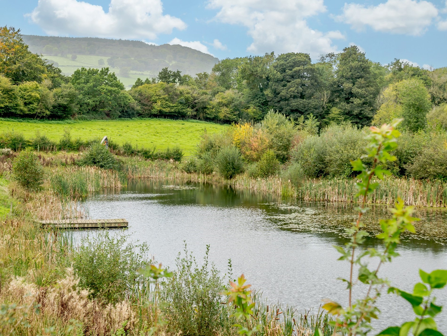 Osprey - Gilestone Farm | Osprey - Gilestone Farm in Talybont-on-Usk ...