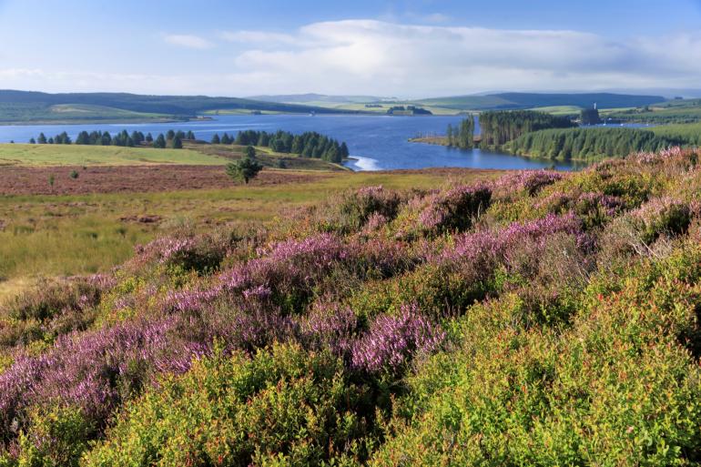 Ardwyn Bach | Ardwyn Bach in Ruthin